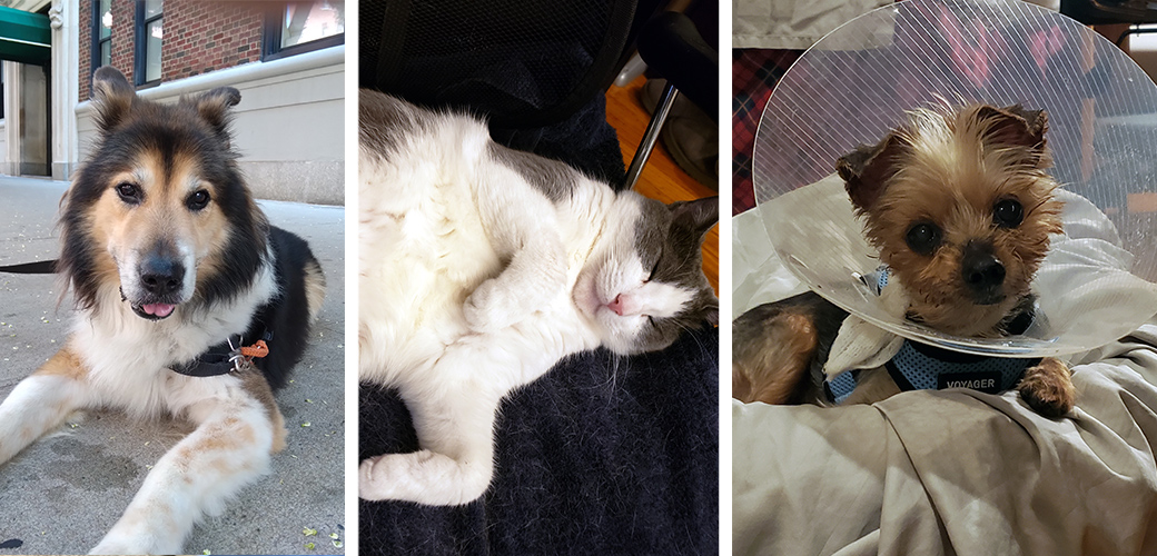 How Volunteer Alejandro A. Has Become the ASPCA Adoption Center’s ...