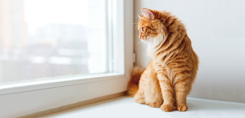 High-Rise Syndrome: Lifesaving Tips for Cat Parents | ASPCA
