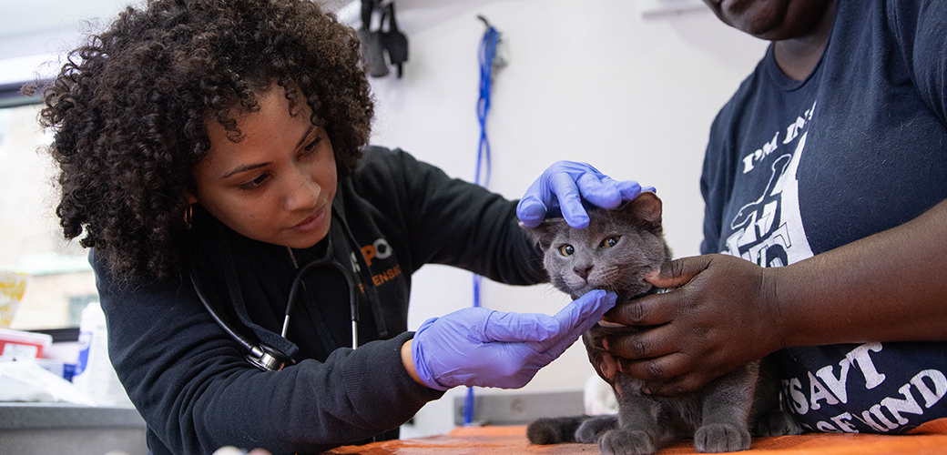 Another Impactful Year for Animals: Here’s What YOU Helped Us ...
