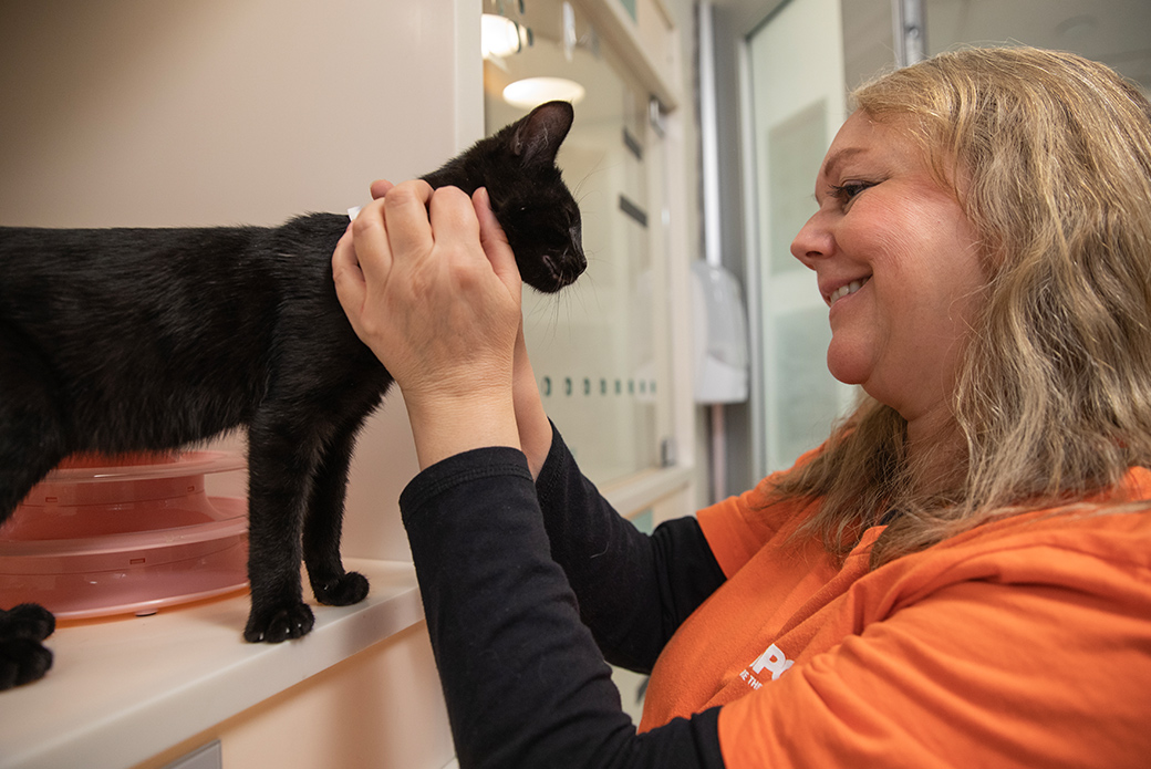 5 Ways You Can Change a Cat’s Life This Adopt a Shelter Cat Month | ASPCA