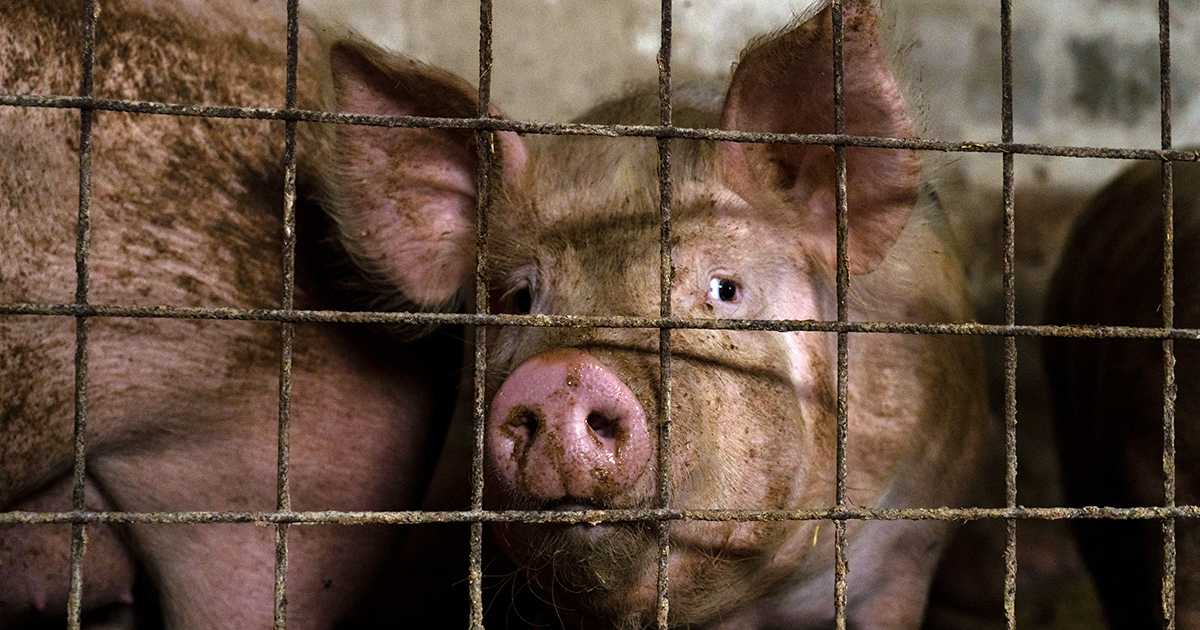 Federal Attack on Farm Animals and States’ Rights Revived | ASPCA