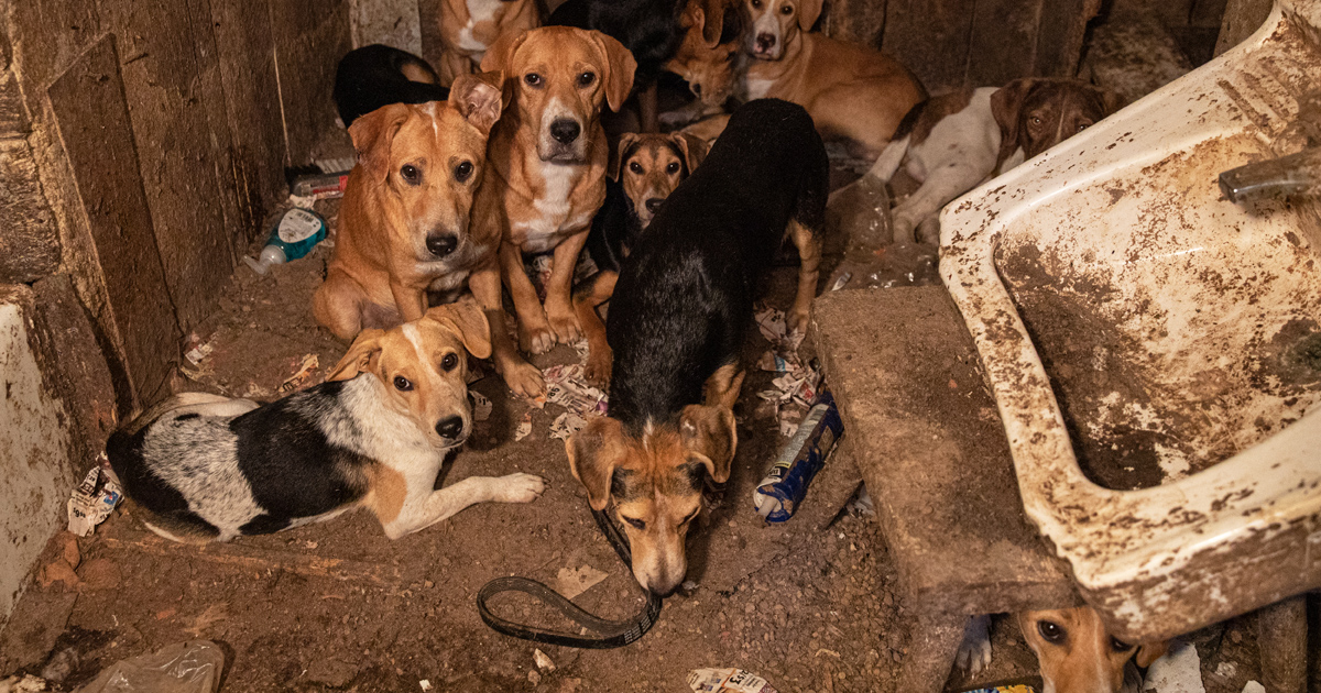 ASPCA Assists with Rescue of Neglected Dogs in Southeast Missouri | ASPCA