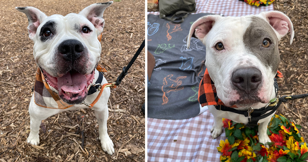 These Adoptable Dogs Are Looking for the Paw-fect Fall Season Retreat ...