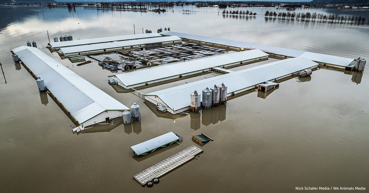 Feeling the Heat: Factory Farming and Climate Change | ASPCA