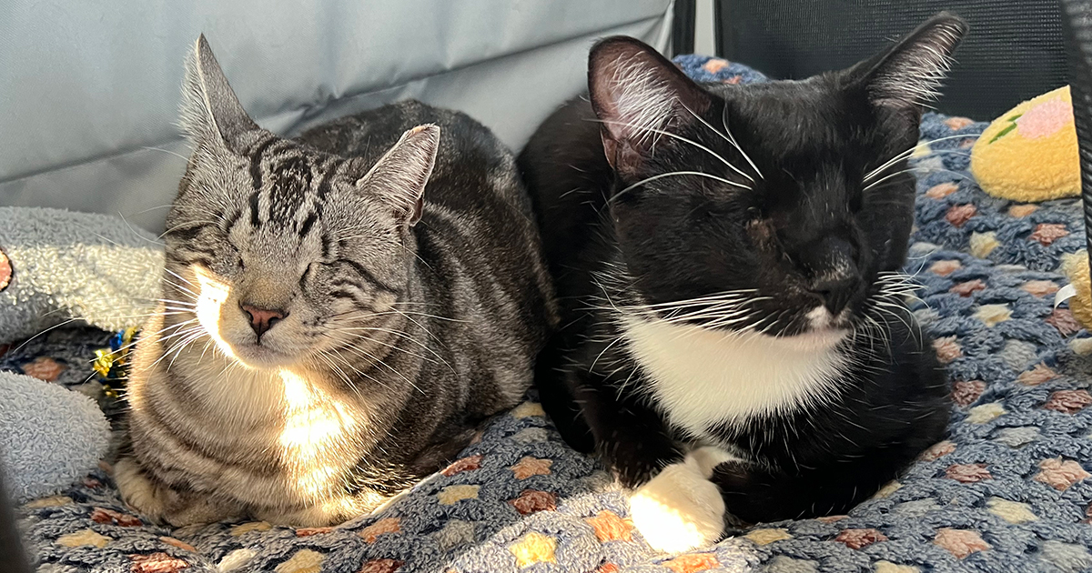 How Two Blind Cats Found Each Other—and a Home—Together | ASPCA