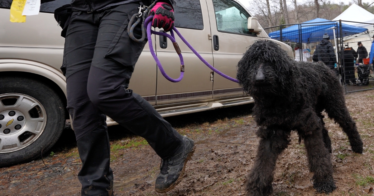 Where Is Toby from the ASPCA Commercial Now? | ASPCA