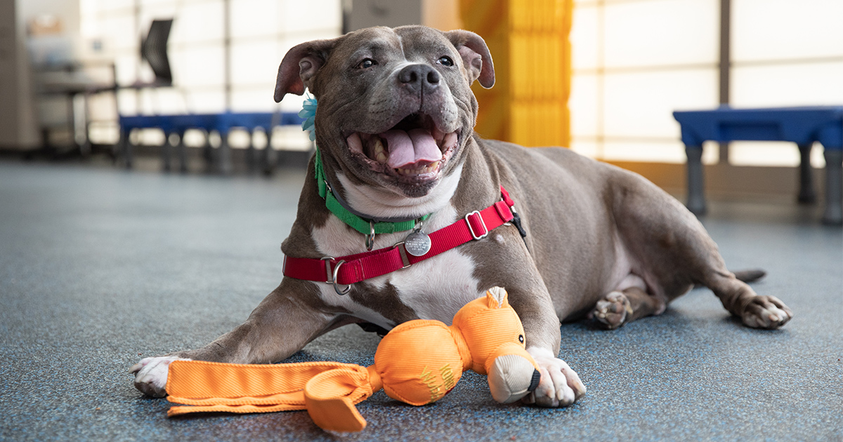 An Impactful Year for Animals: What Our Members Helped Us Accomplish in ...