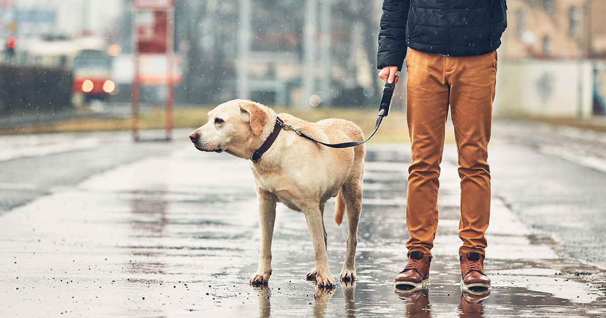 Tips for Safely Using De-Icers Around Your Canine | ASPCA