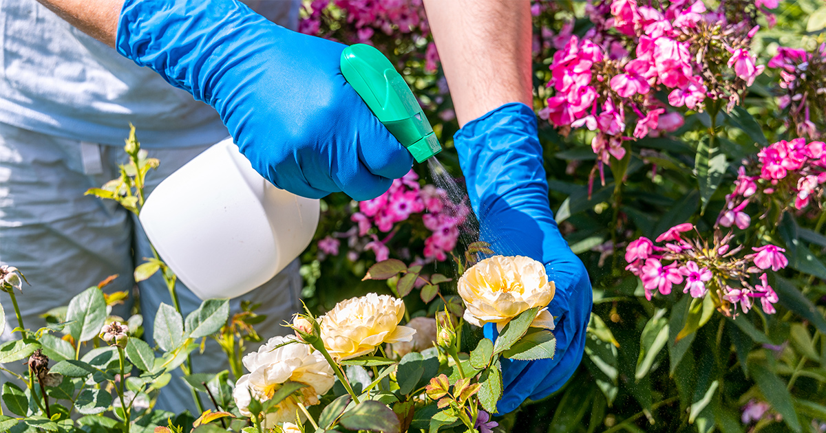 How to Safely Treat Your House with Insecticides | ASPCA