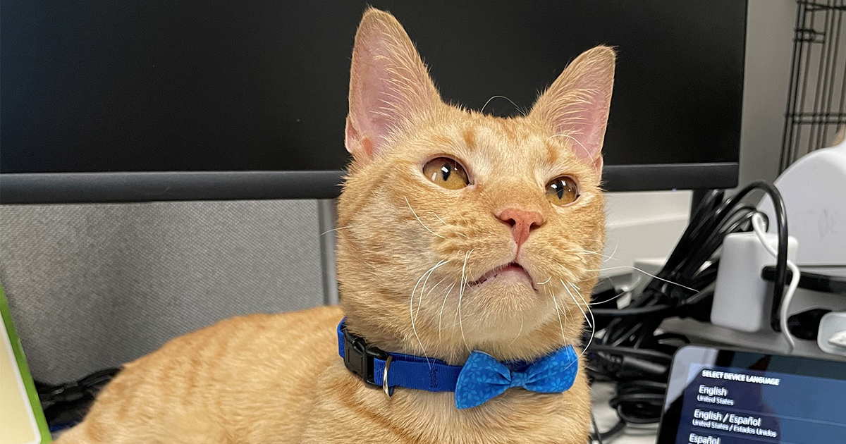 After Months of Waiting, Cat Damon Makes His Debut as Adored Pet in a ...