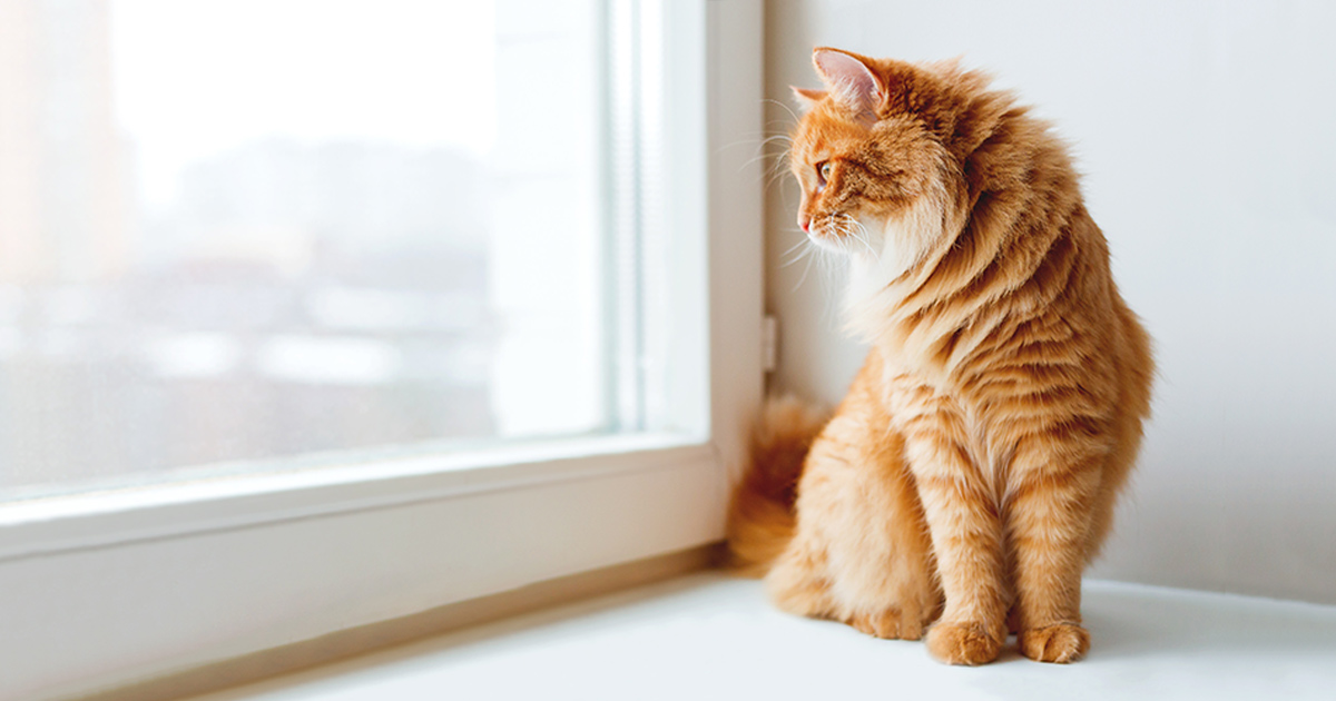 High-Rise Syndrome: Lifesaving Tips for Cat Parents | ASPCA