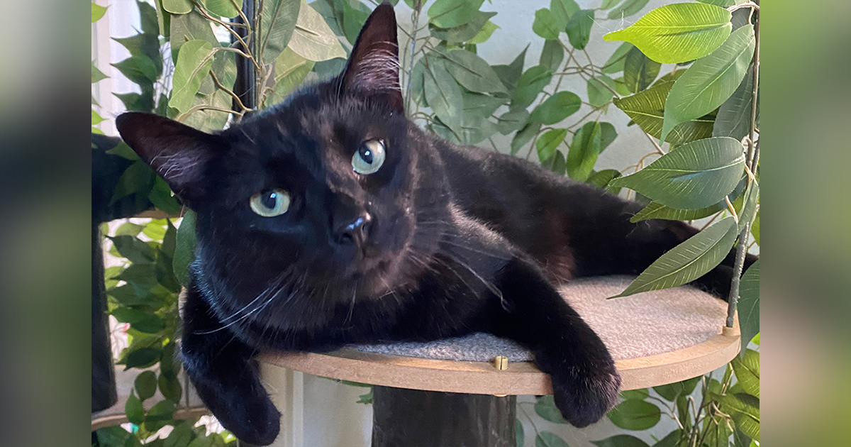 How to Pick the Perfect Douglas Fur: Adopt Him! | ASPCA