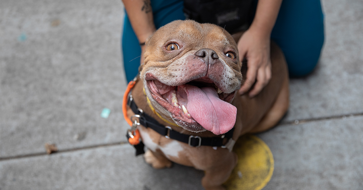 5 Ways to Make an Impact This Change a Pet’s Life Day | ASPCA