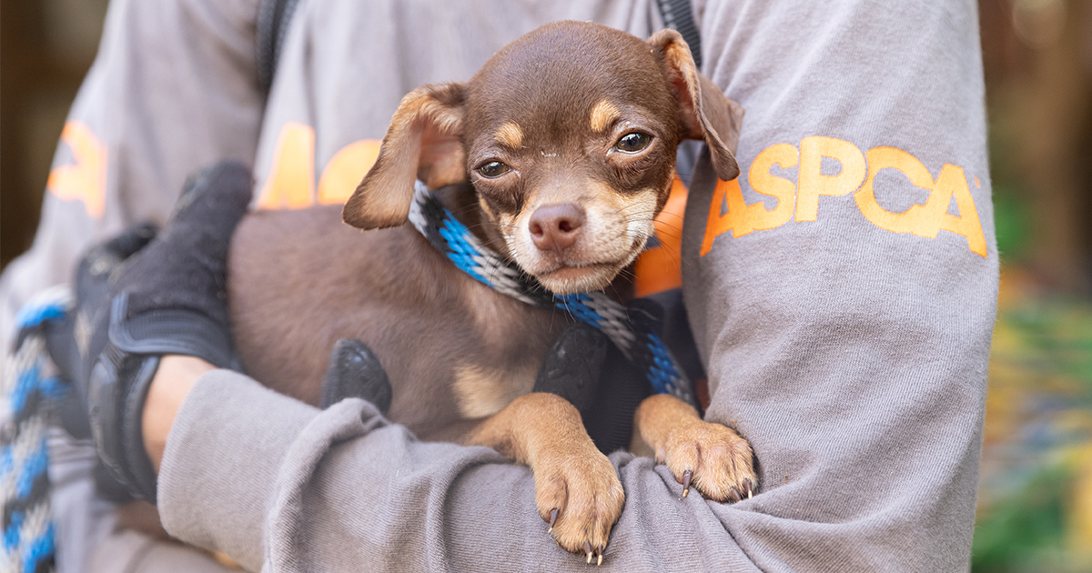 2024 Poll Results Revealed: Which Animal Welfare Issue Was Voted Most ...