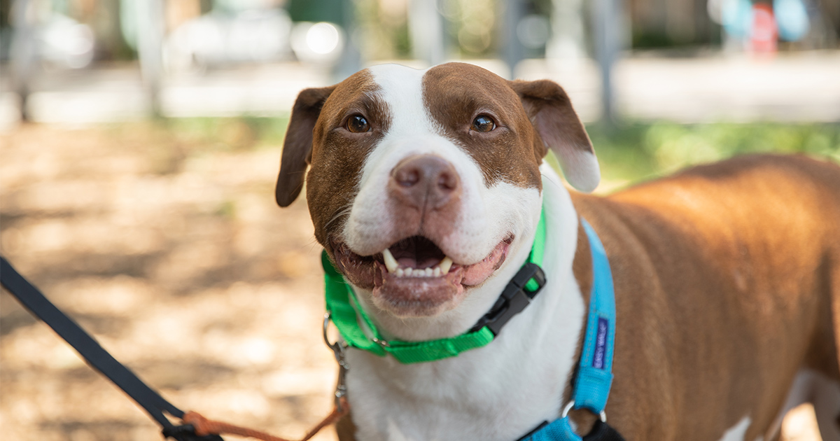 How Troy Found His Home and Gained an Adoring Fan Club! | ASPCA