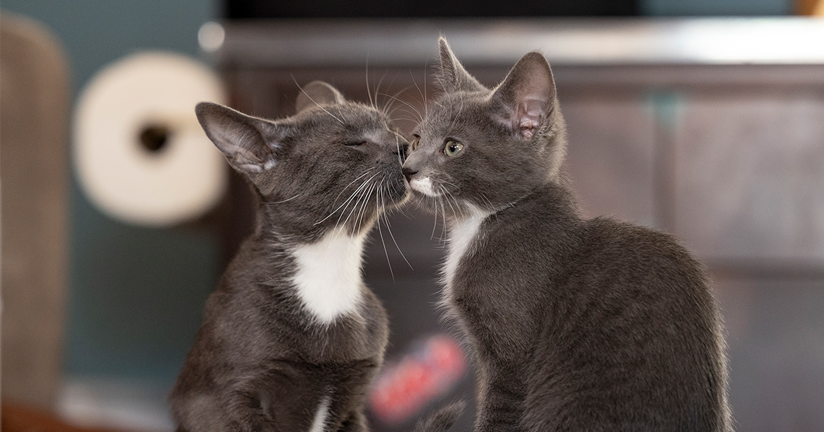 3 Expert Tips for a Pet-Safe Valentine’s Day | ASPCA