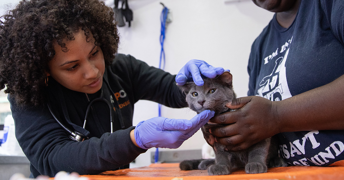 Another Impactful Year for Animals: Here’s What YOU Helped Us ...