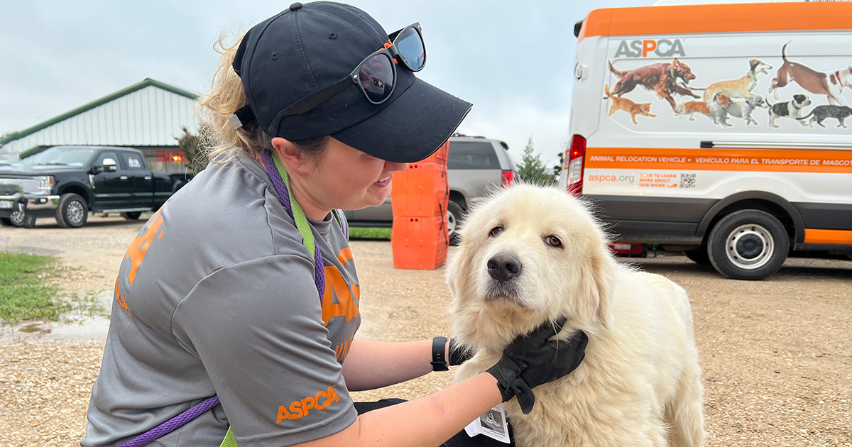 Emergency Evacuation Underway for More Than 100 Animals Displaced by Severe Weather in North ...