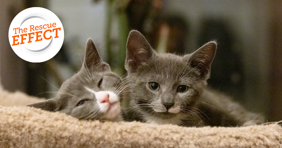 5 Ways You Can Change a Cat’s Life This Adopt a Shelter Cat Month | ASPCA