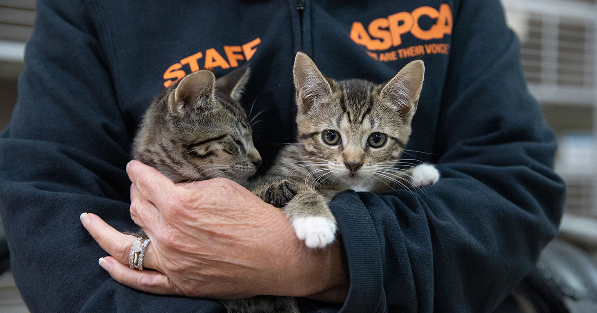 Be Part of The Rescue Effect: Save Lives and Find Companionship During ...