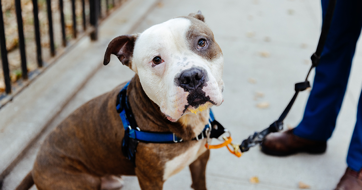 What to Do If Your Dog Gets Sprayed by a Skunk | ASPCA