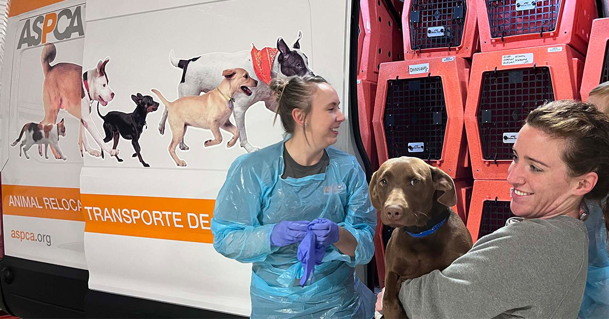 ASPCA Partner Shelter Reaches a Major Milestone: 20,000 Animals ...