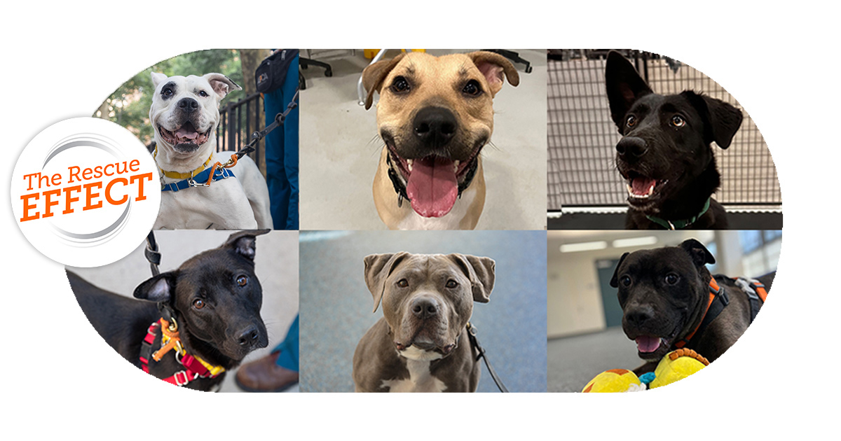One of These Fantastic Adoptable Dogs Could Be Your New Best Friend ...