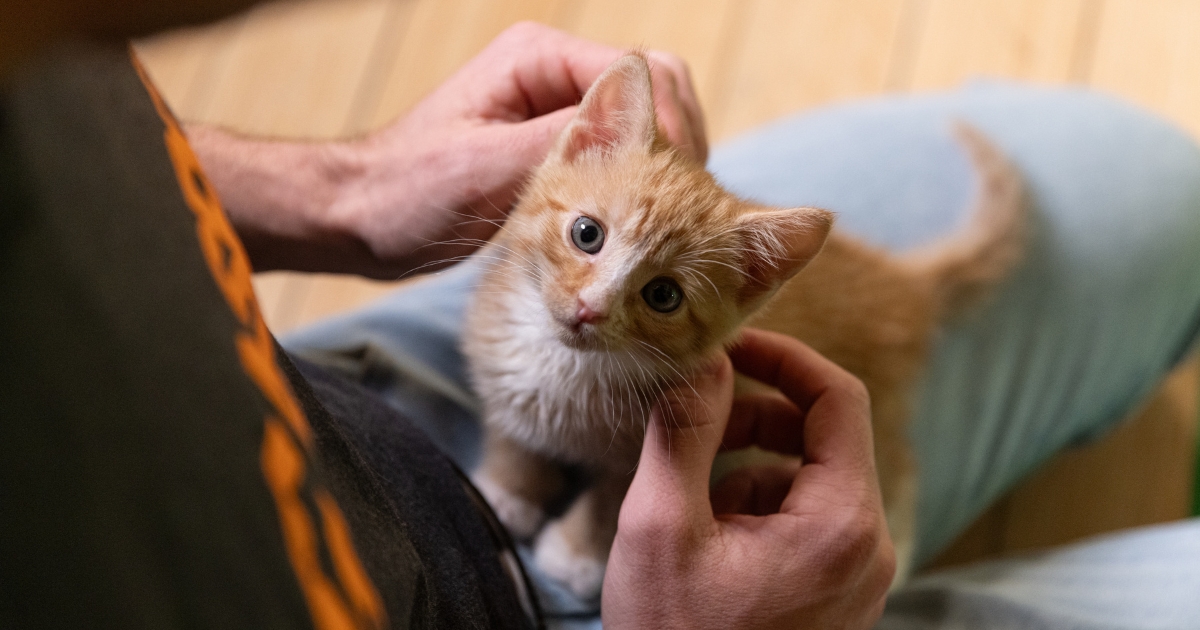 5 Ways You Can Help Cats and Kittens During Adopt a Shelter Cat Month ...