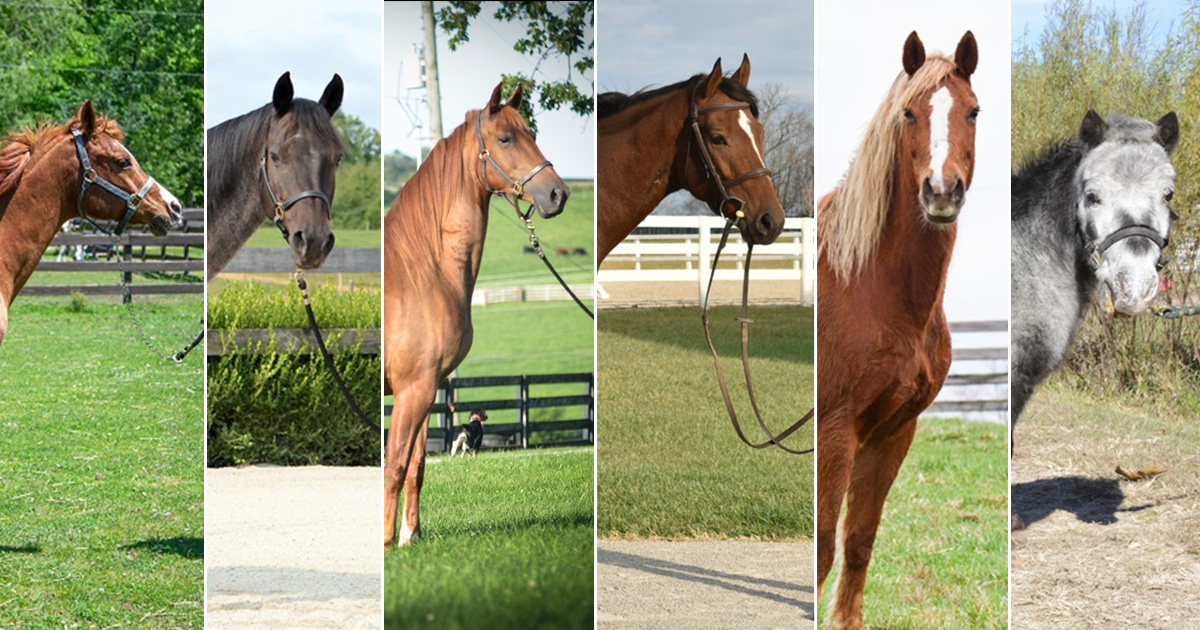 Six Horse Breeds You Should Know | ASPCA