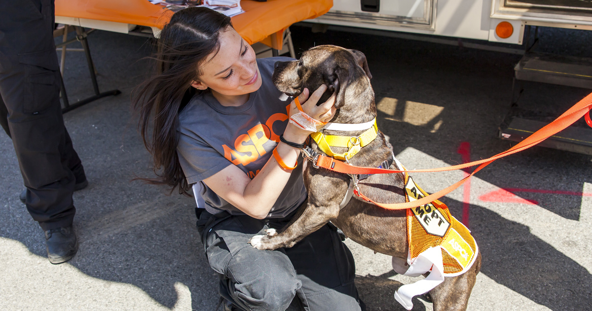 5 Ways YOU Can Volunteer to Help Animals! | ASPCA