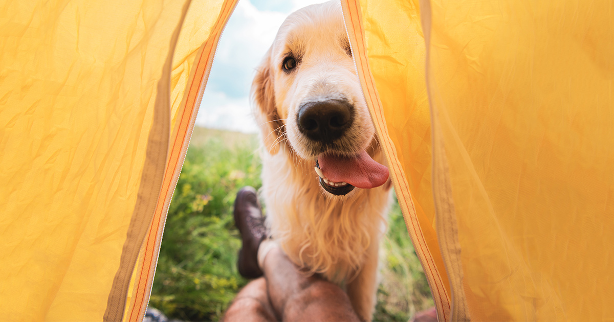 Top 10 Tips for Camping with Your Pet | ASPCA