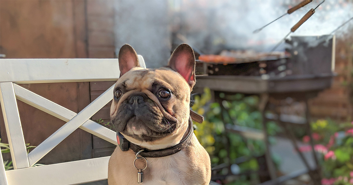 Be On the Lookout at Your Cookout | ASPCA