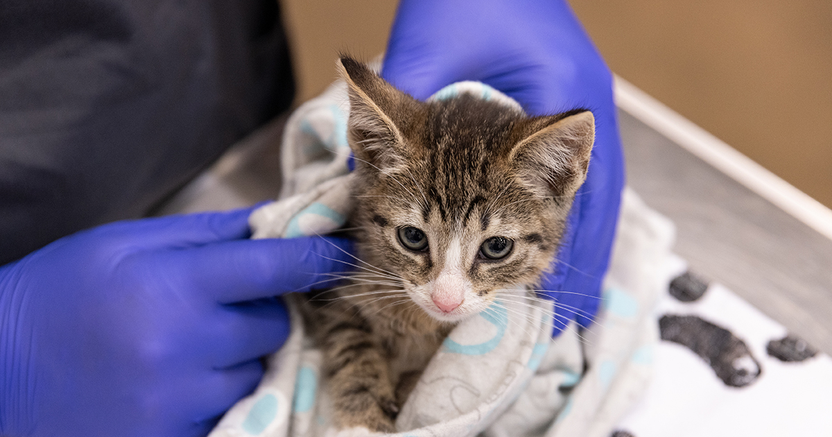 The Official Top 10 Toxins of 2024 | ASPCA