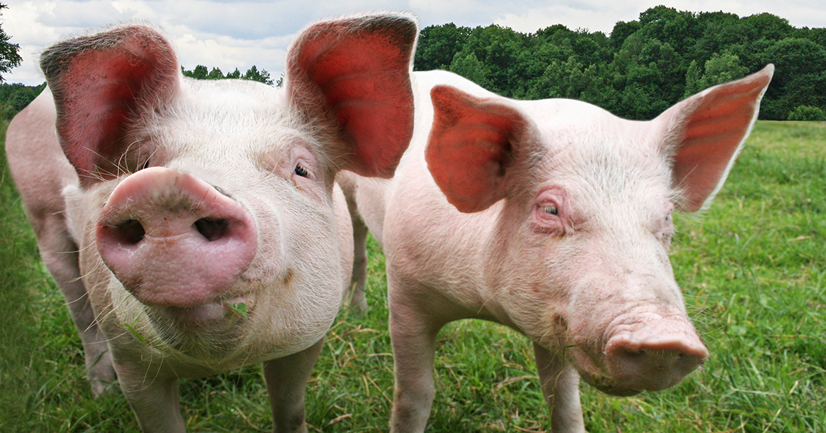 2022: A Year of Progress for Farm Animals! | ASPCA