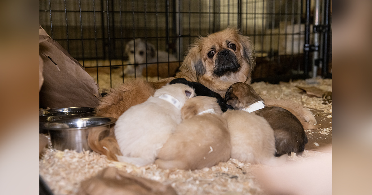 5 Ways We’re Helping Puppy Mill Dogs and How You Can Take Action, Too ...