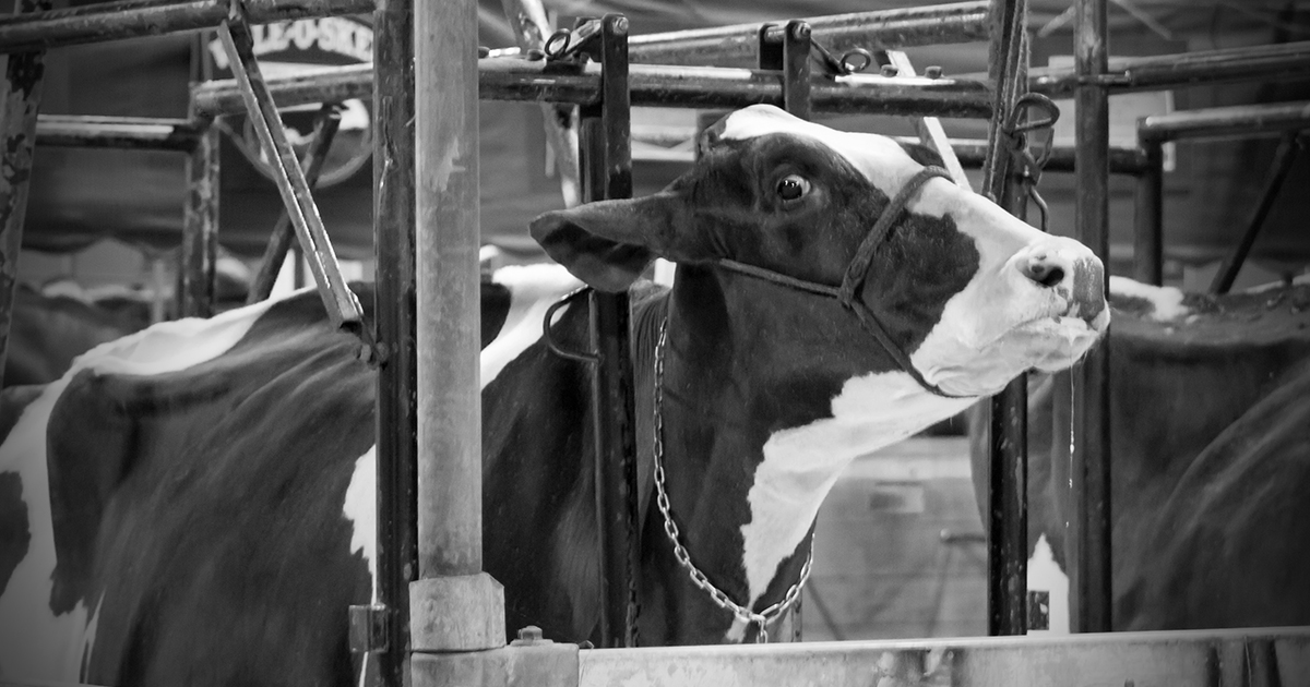 7 Scary Things About Factory Farming | ASPCA