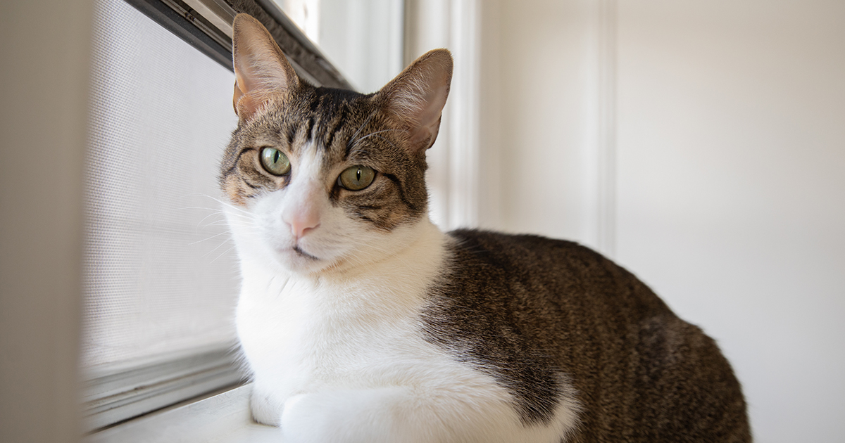 Bird Flu and Cats: What You Need to Know | ASPCA