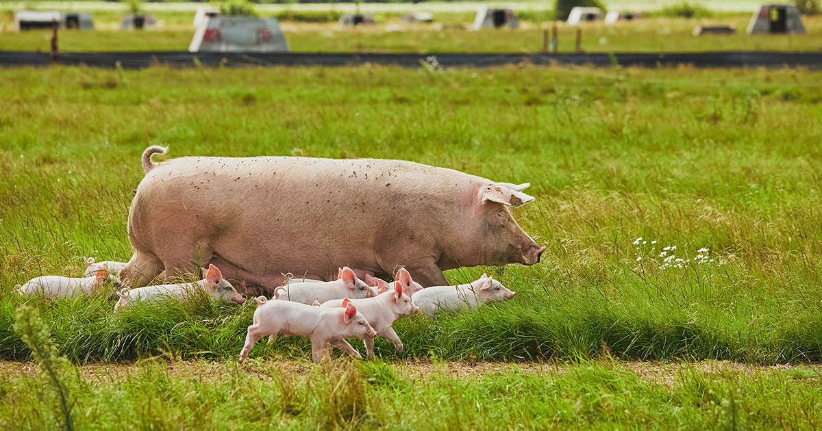 Celebrating 2024’s Progress for Farm Animals | ASPCA