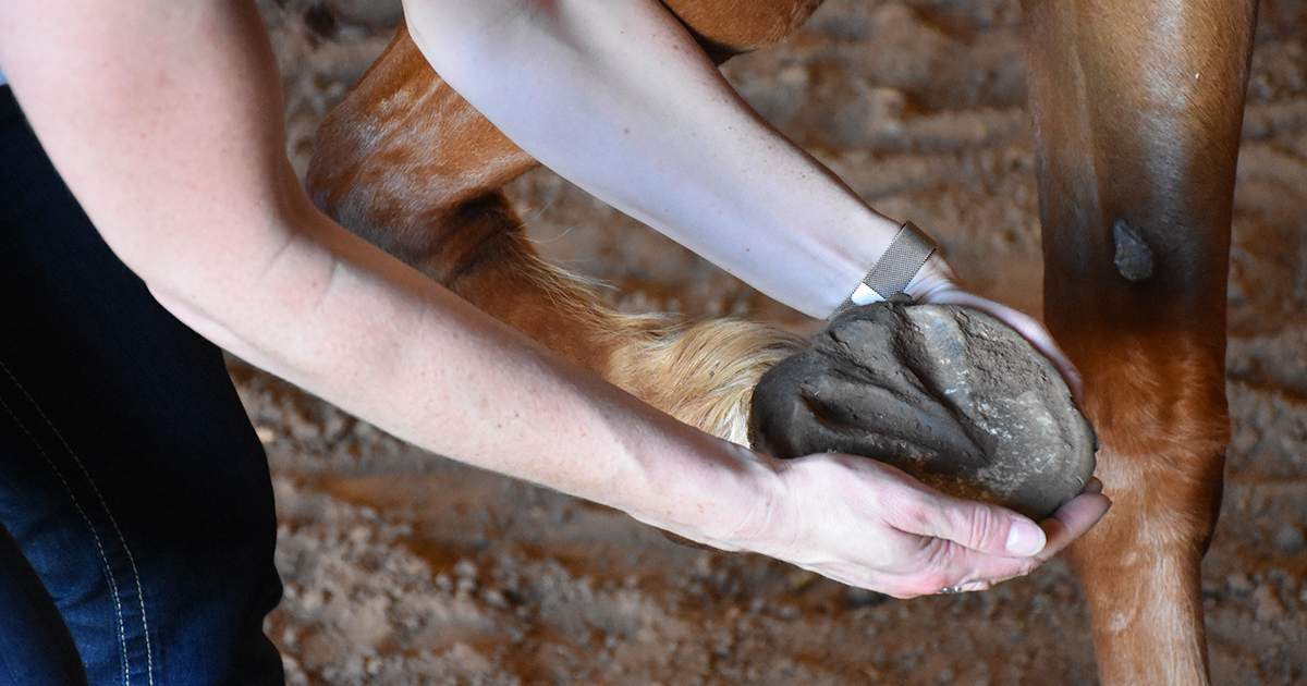 It Behooves You to Know These Six Fun Facts About Horse Hooves! | ASPCA
