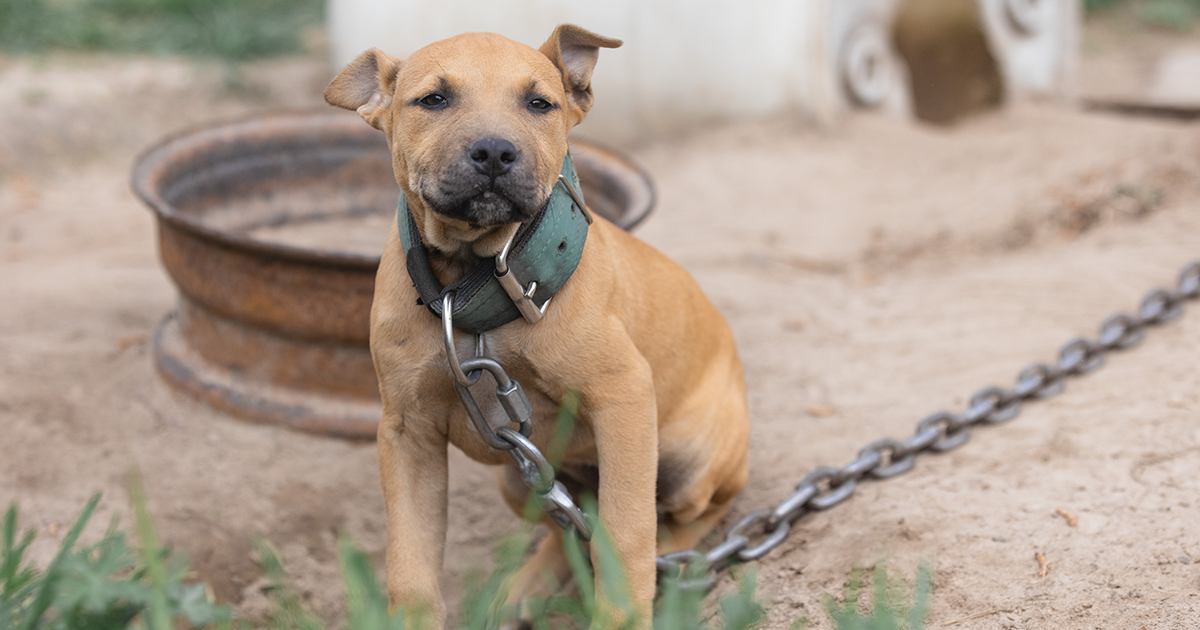 ASPCA Rescues More than 150 Dogs from Suspected Dogfighting Operation ...