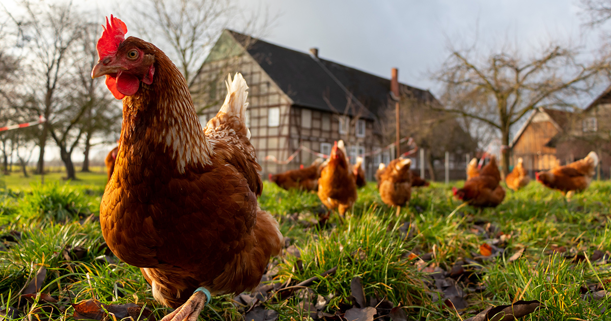 What Lawmakers Did for Farm Animals in 2025 | ASPCA