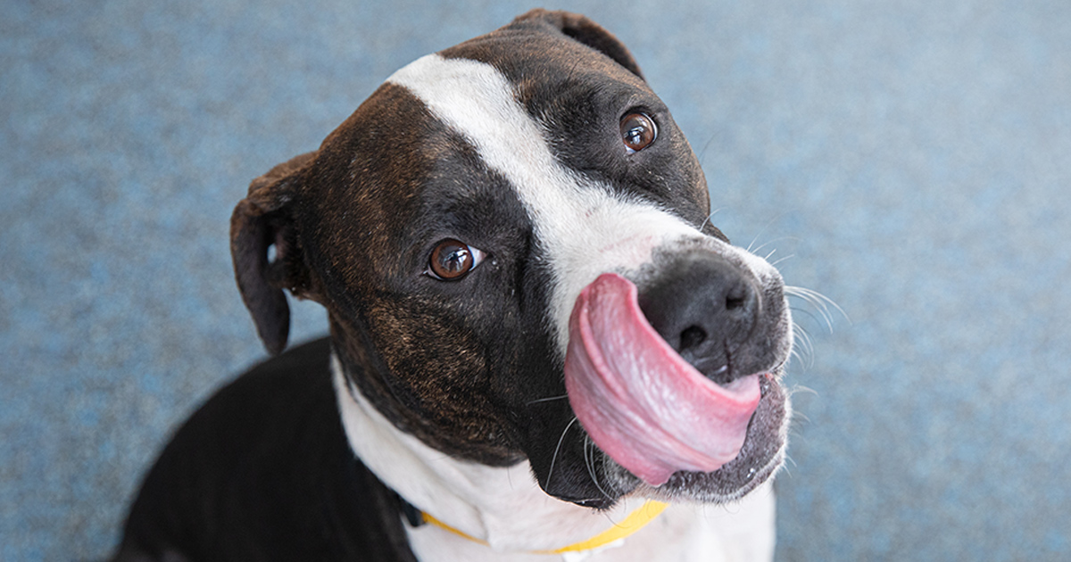 The Top 10 Male and Female Pet Names of 2021 | ASPCA