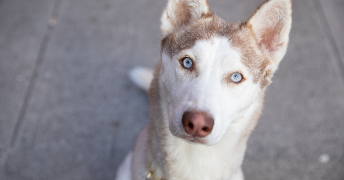 Fact or Myth: Pet Toxins Edition | ASPCA