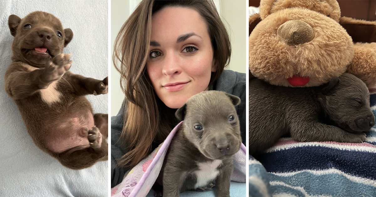 Rescued Puppy Brings a Sense of Hope from a Community Devastated by ...