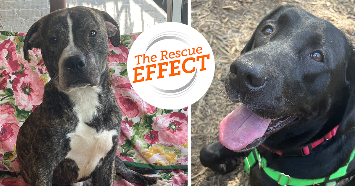 This Adopt a Shelter Dog Month, Meet the Pup of Your Dreams! | ASPCA