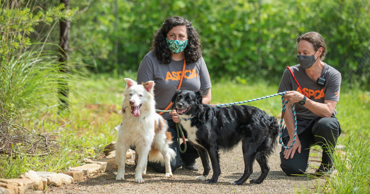 What Is A Helper Dog ASPCA What Is A Helper Dog ASPCA