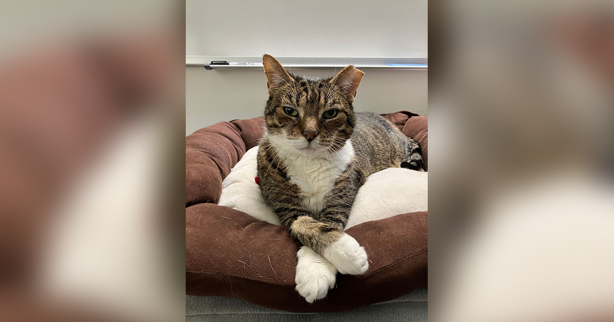 Gentle Ben’s Big Break | ASPCA