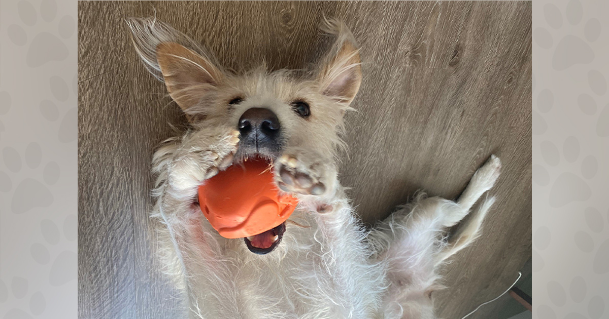 Cheddar’s Journey from Domestic Violence to Deserved Home | ASPCA