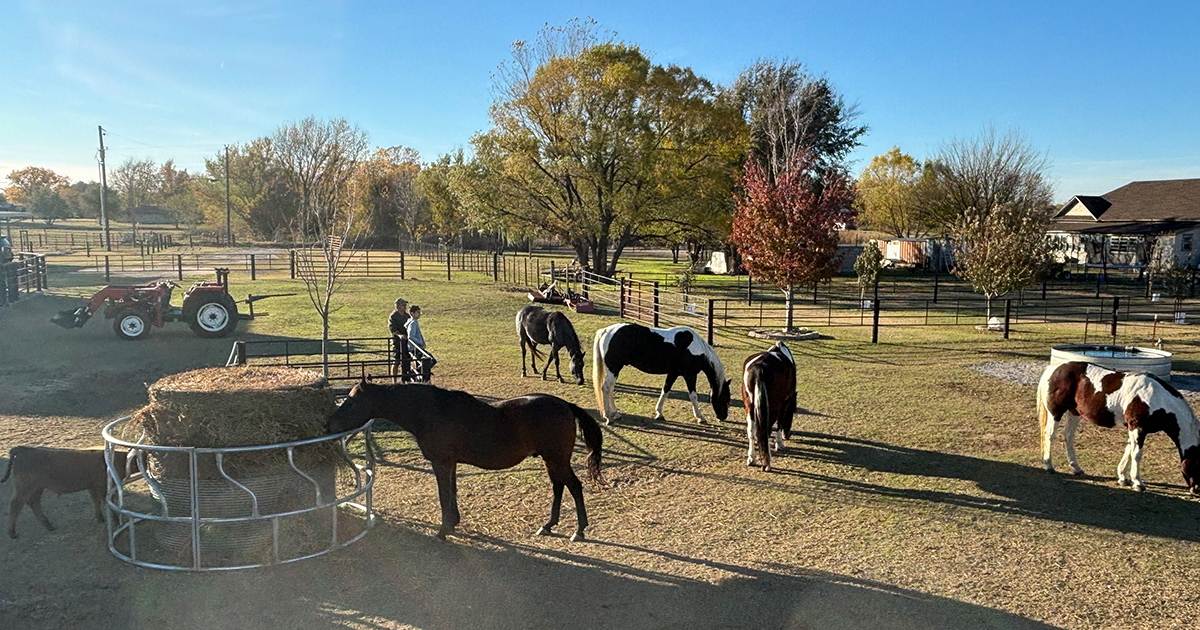 ‘We Don’t Ever Want to Be Without Horses’: Oklahoma Family Welcomes Two ...
