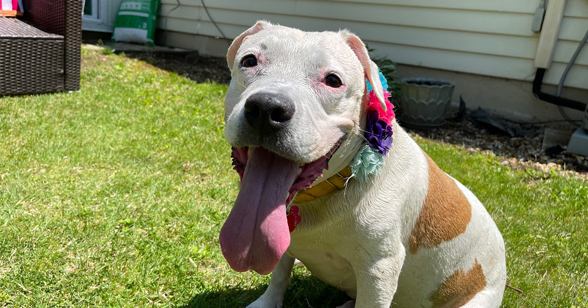 Senior Pup, Ella, Shows Her Adopter the True Meaning of Joy | ASPCA